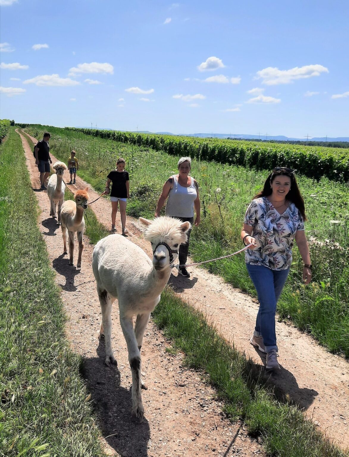 Angebote - Ulrikes Alpaka Farm