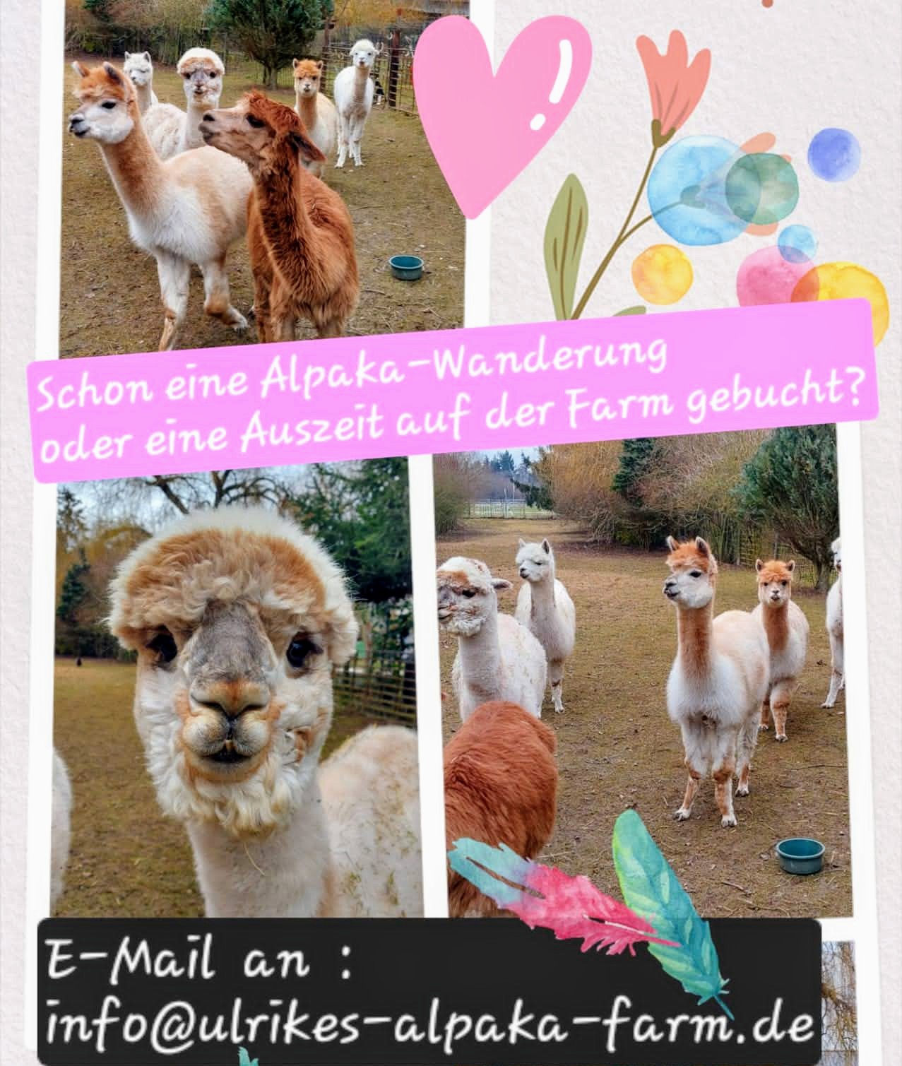 Wir freuen uns auf euch! - Ulrikes Alpaka Farm